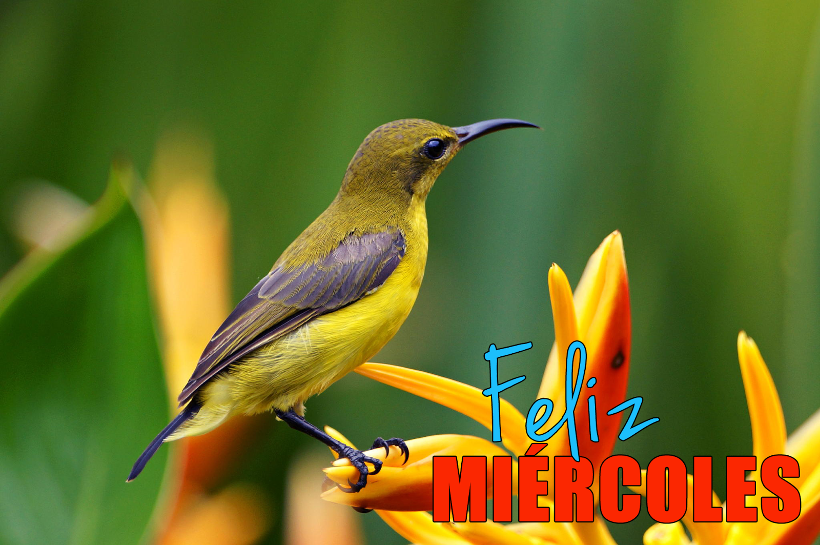Banco de Imágenes Gratis: 12 postales con flores y mensajes de Banco de Imágenes Gratis: 12 postales con flores y mensajes de