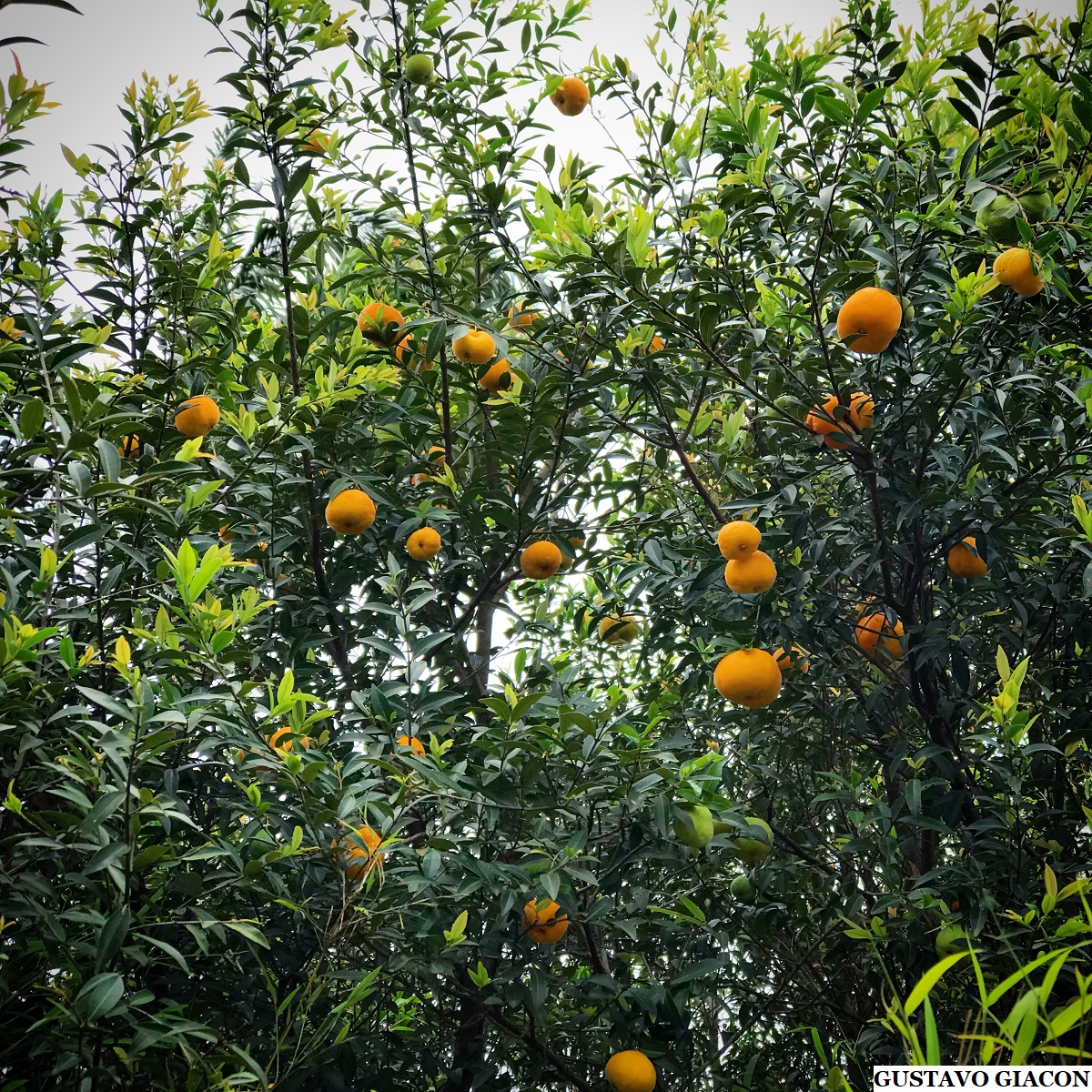 Viveiro Ciprest - Plantas Nativas e Exóticas: Uvaia ou Orvalha ...