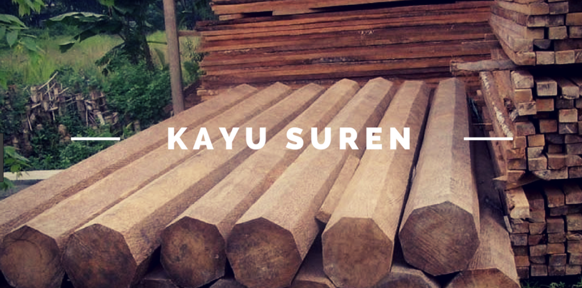 Mengenal Kayu Suren