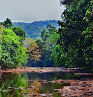 Travel follows: Konni Forest Pathanamthitta