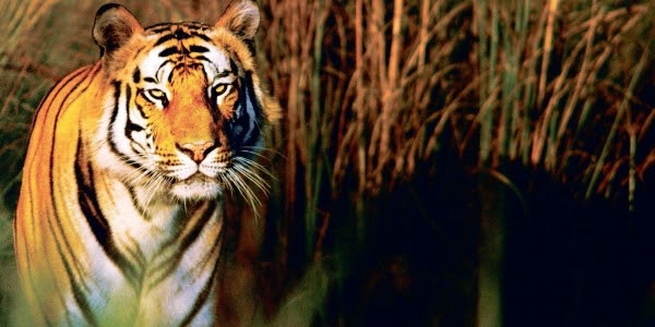 The National Tiger Conservation Authority (NTCA) has approved the ...