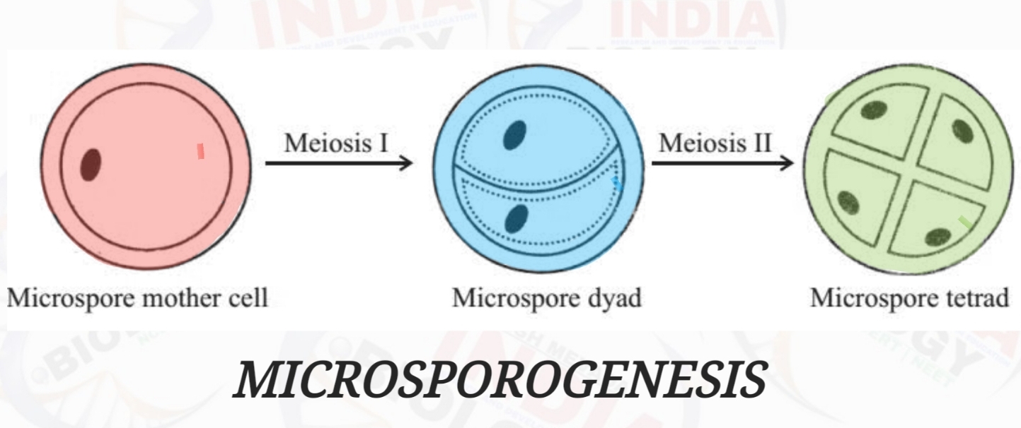 MICROSPOROGENESIS & TYPES OF MICTODPORE TETRADS