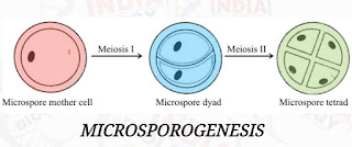 MICROSPOROGENESIS & TYPES OF MICTODPORE TETRADS