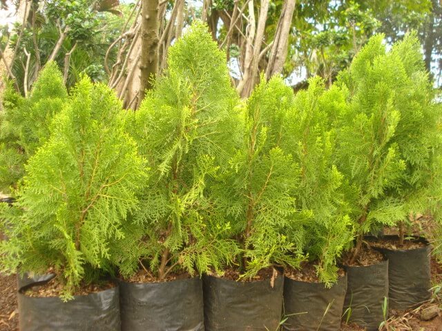 Jual Pohon Cemara Pinus Murah | Pohon Pinus | Pohon Peneduh | Pohon ...