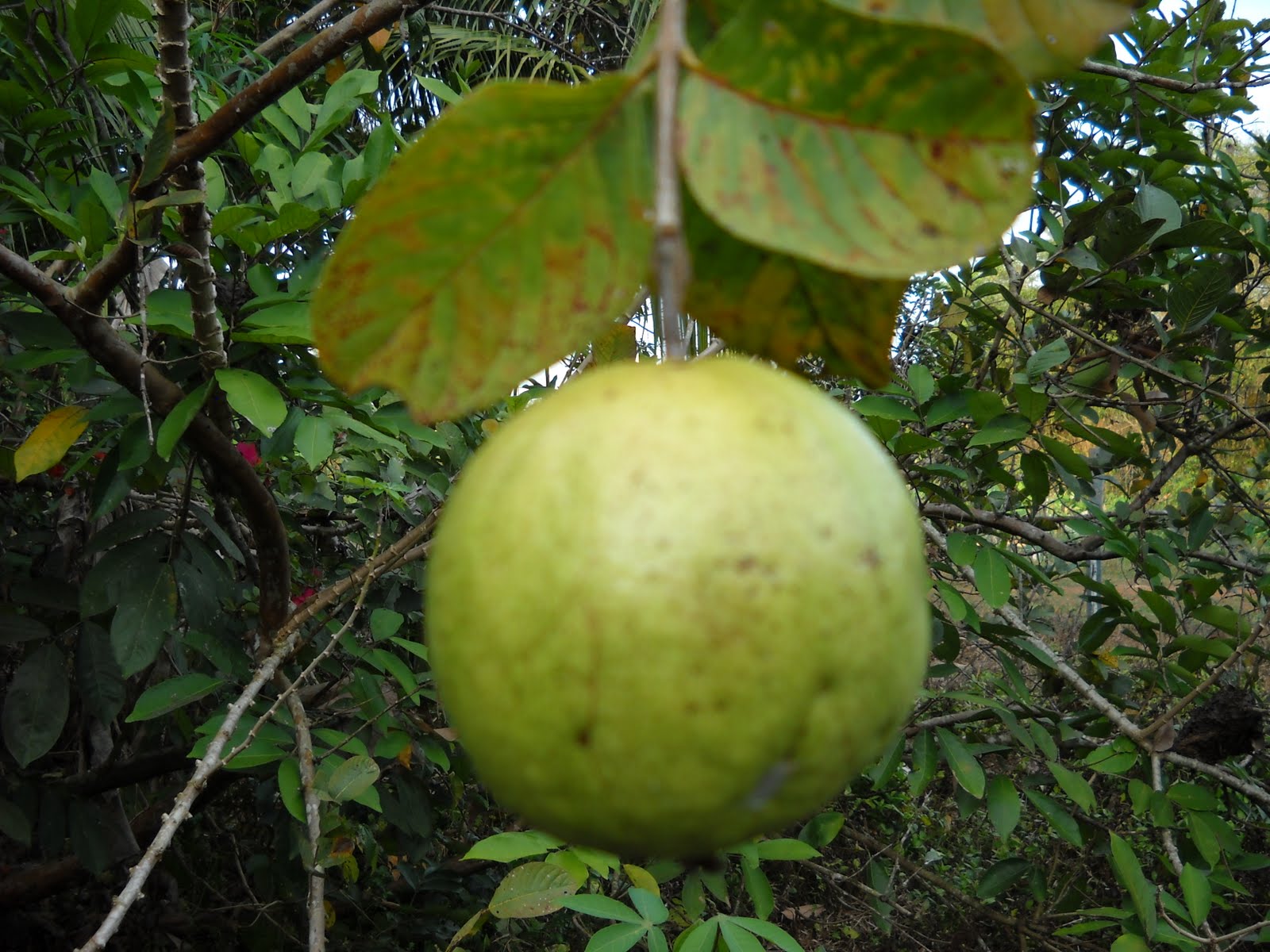 KENALI POKOK SAYANGI POKOK: JAMBU BATU