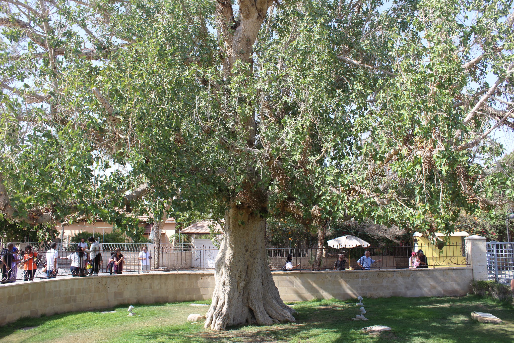 ESSENCE OF ROCK : A Famous Sycamore Tree