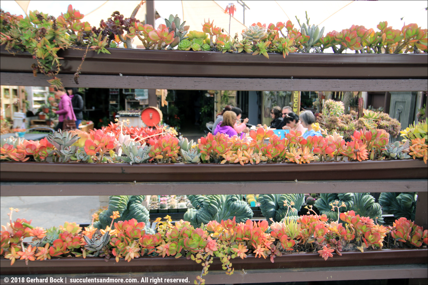 Sip and shop at the Succulent Café