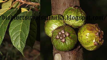 Biodiversity of Sri Lanka: කොට දිඹුල[Kota Dimbula] (Ficus hispida)