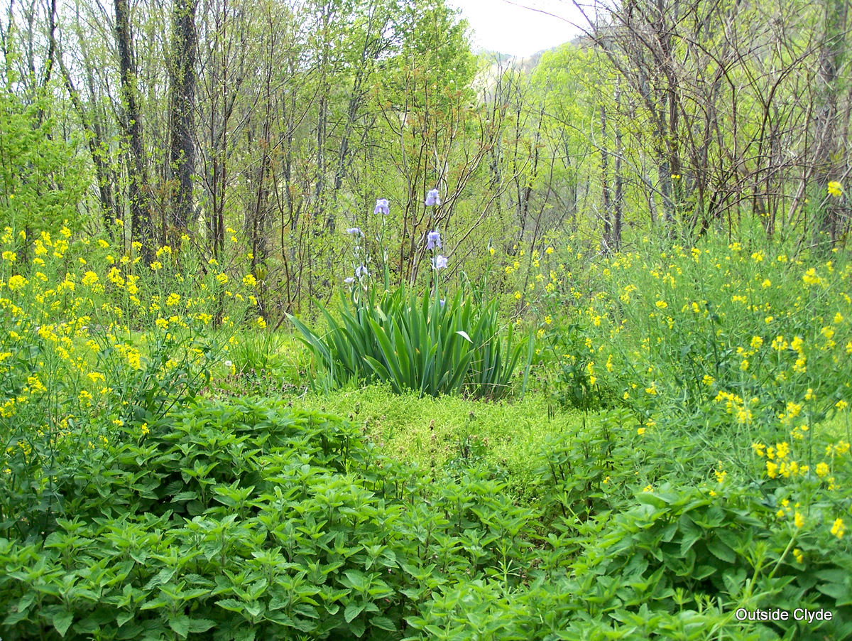 Outside Clyde: Fresh Lush Greenery