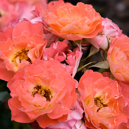 wanderlust ATLANTA: Late Spring Flowers