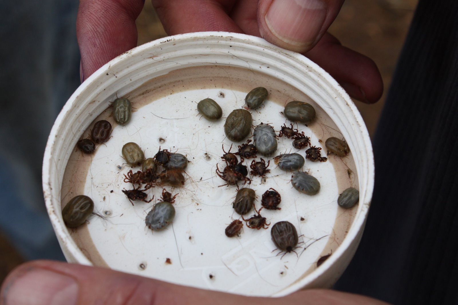 Tick Control on Cattle and Game: Inspection and treating Dr Vogel's ...