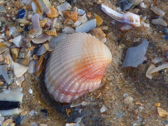 Wild and Wonderful: February 2011