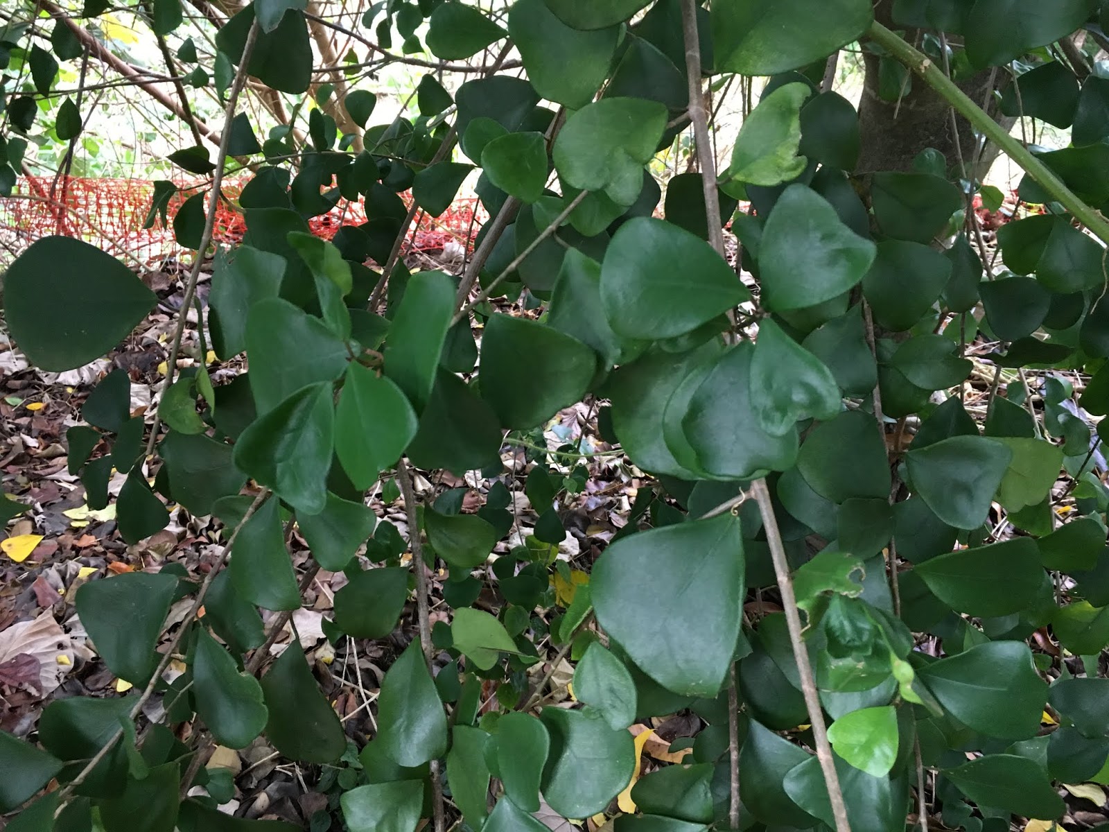 Ficus triangularis (Triangle Fig)