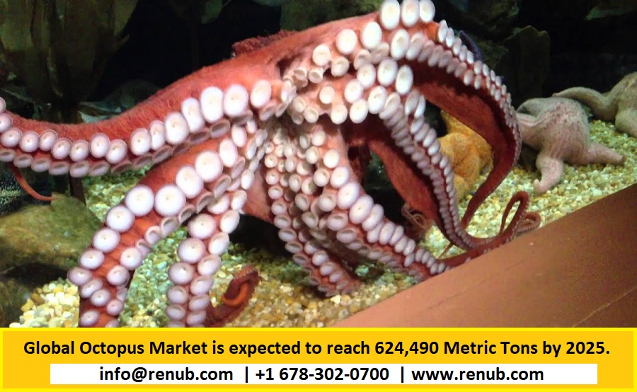 Global Octopus Market is expected to reach 624,490 Metric Tons by 2025
