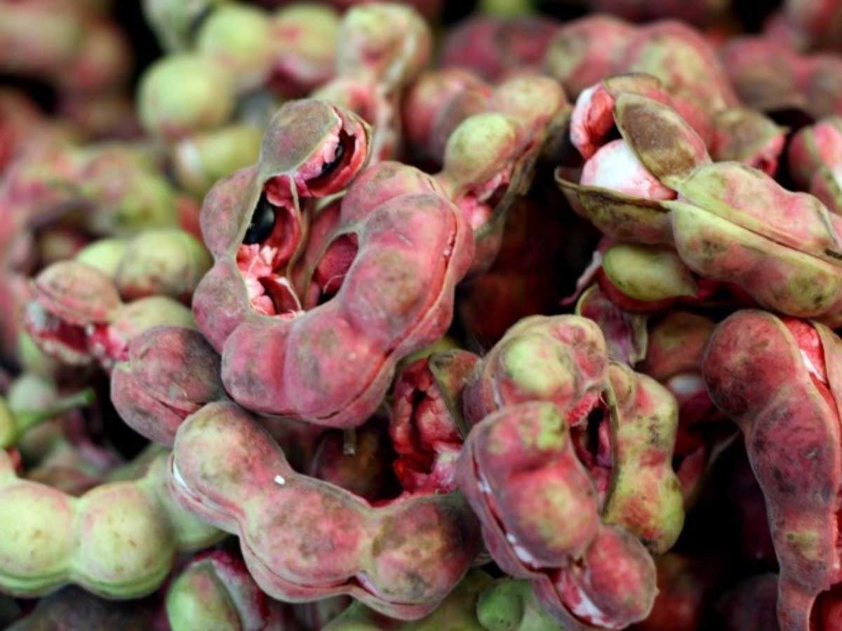 Health And Beauty Benefits Of Manila Tamarind (Camachile) | Dr Farrah MD