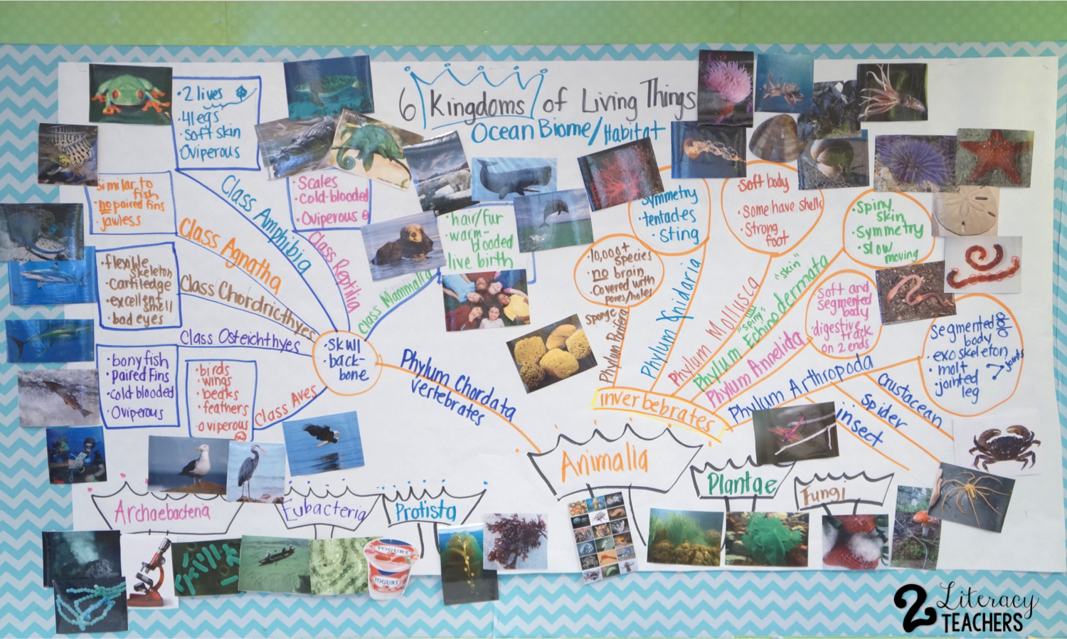 Brainpop Ocean Habitats at Gayle Poston blog