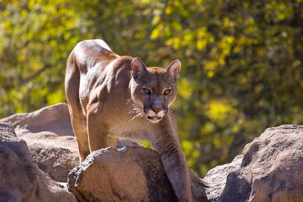 El Gran Cañón del Colorado: Fauna
