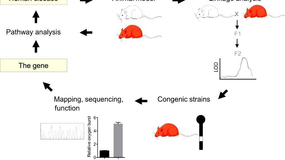 Disease gene identification