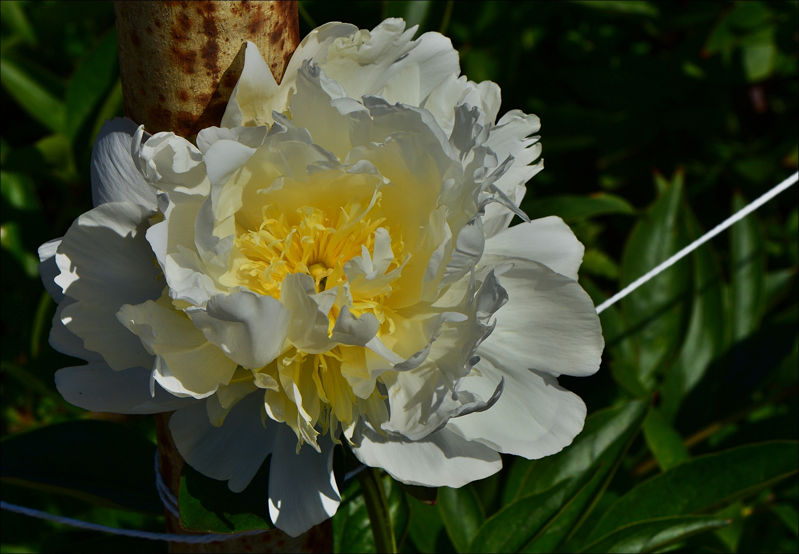 " Wind" Honden : pioenrozen wit.geel