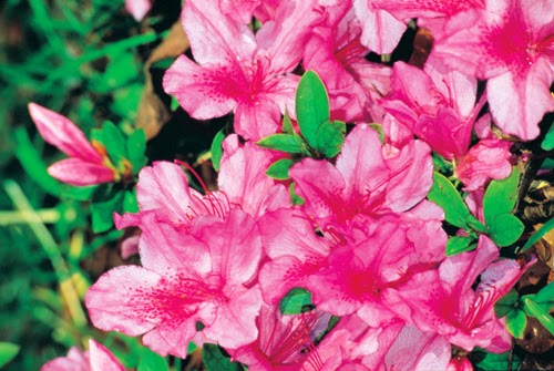 My Lafayette Travel: Where can you find those magnificent azaleas?