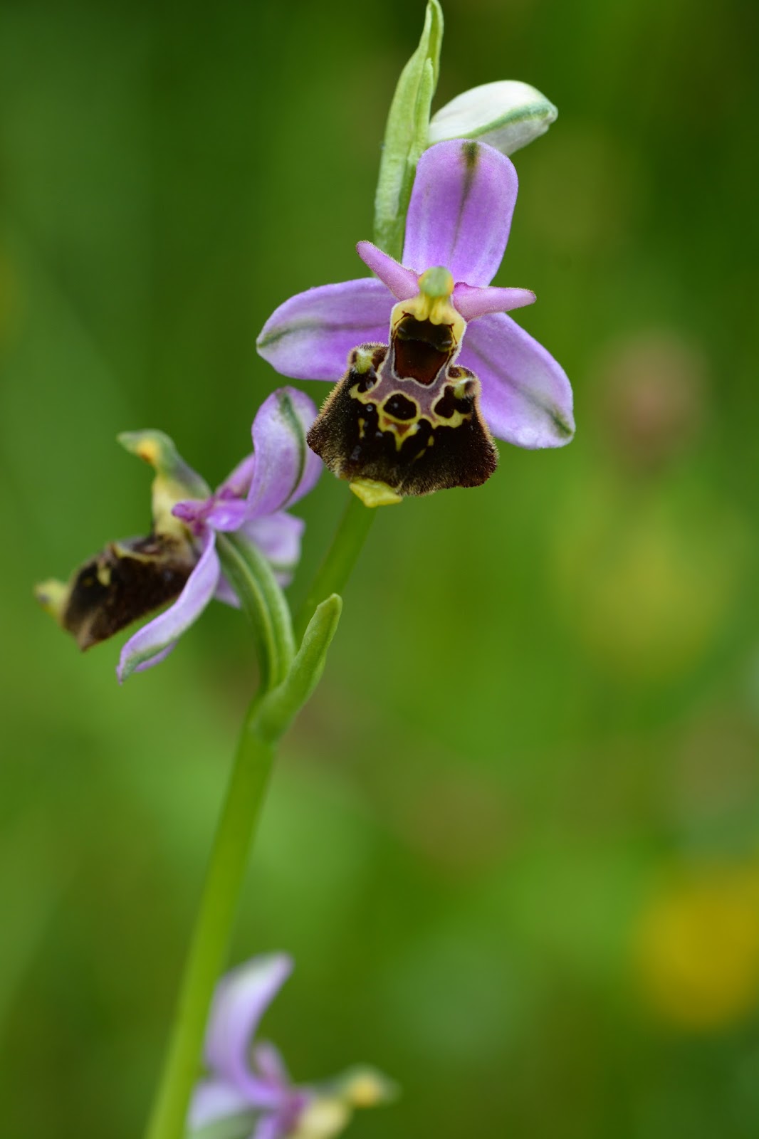 ORCHIDEES SAUVAGES: OPHRYS A LOVAGNY
