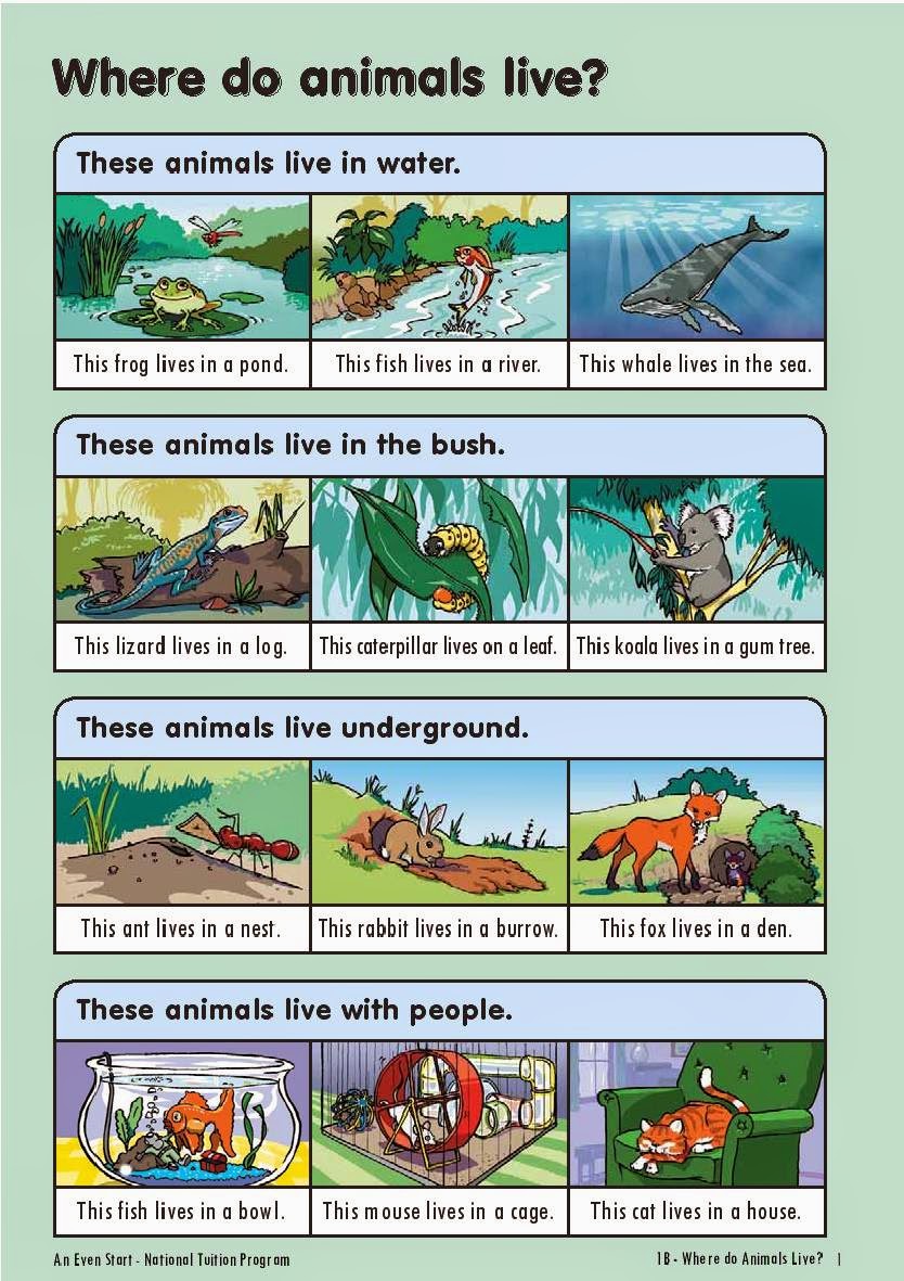 where do animal live? for GR2 | روضة العلم للاطفال