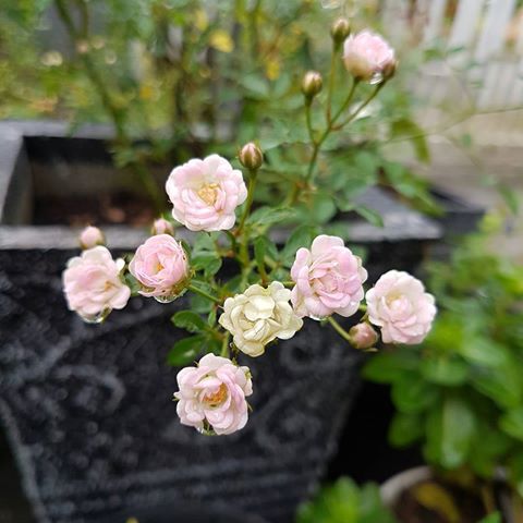 Tips Rahasia Cara Menanam Bunga Mawar Dalam Pot - Bertani