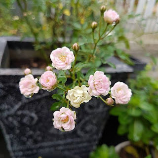 Tips Rahasia Cara Menanam Bunga Mawar Dalam Pot - Bertani