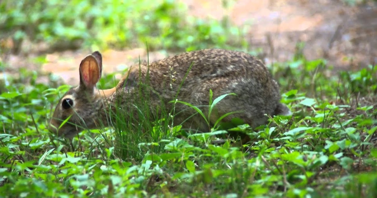 La lepre, il più diffuso erbivoro selvatico