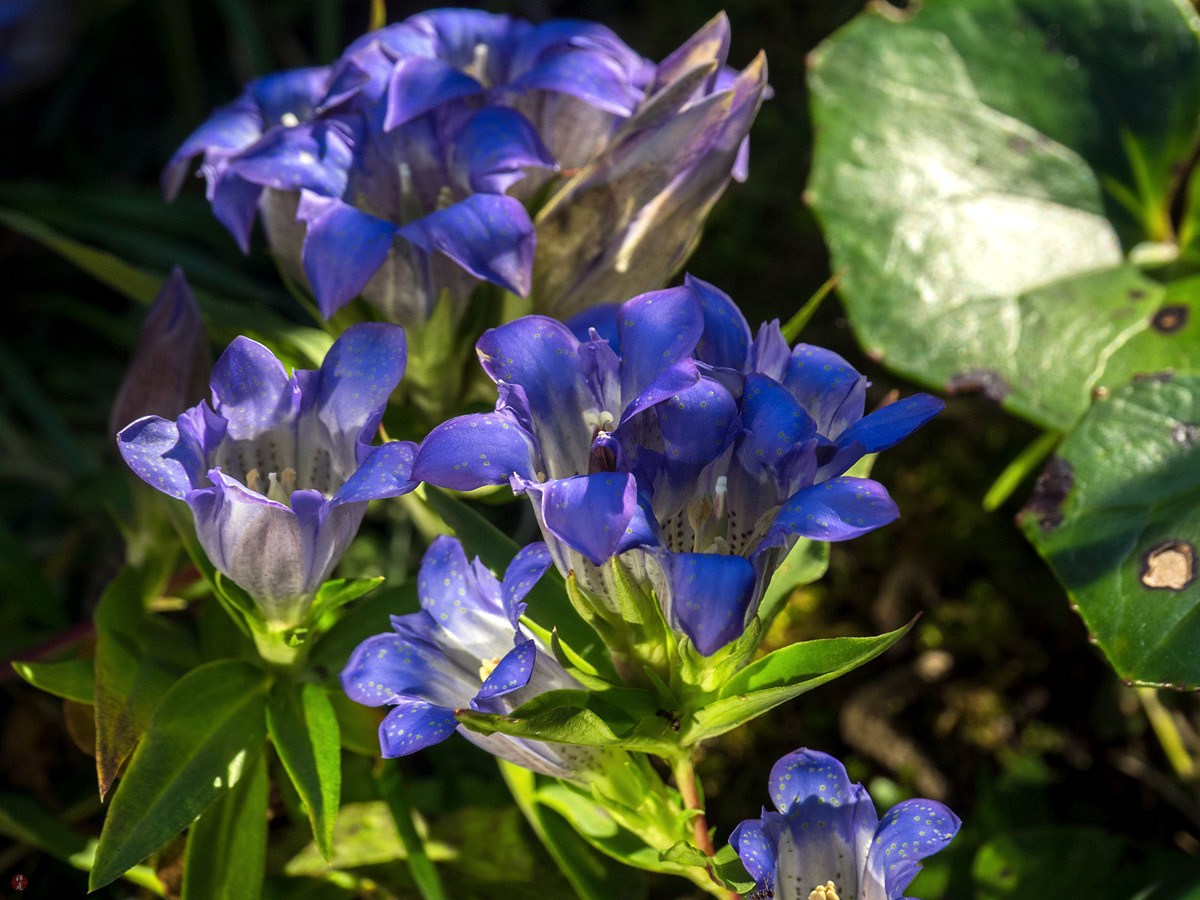 FROM THE GARDEN OF ZEN: 2015