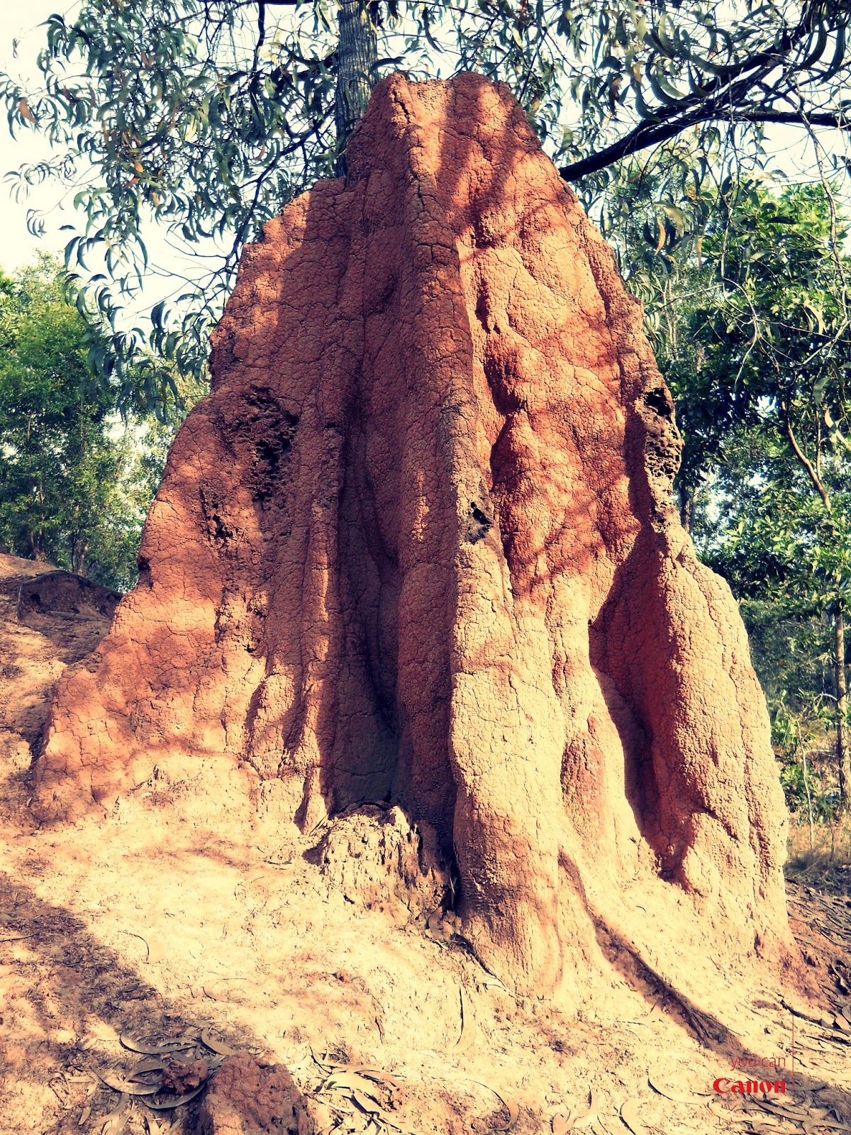 davidsaalino: Taman Nasional Wasur Merauke - PAPUA