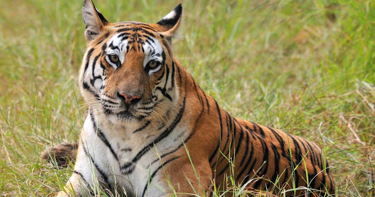 Pench Tiger Reserve - Wildlife Safari & Best Resort