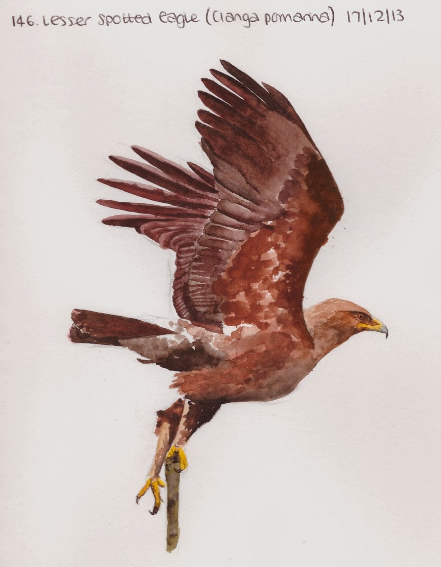 Lesser Spotted Eagle