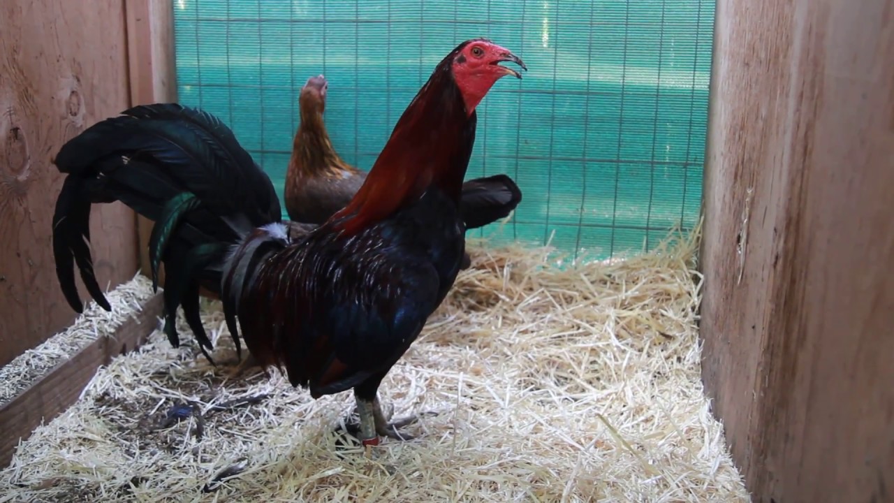 The Secret to Gamefowl Pointing: Steroid Use and Supplements: Tamang ...