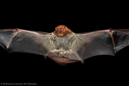 Morcegos do Brasil: Lasiurus blossevillii