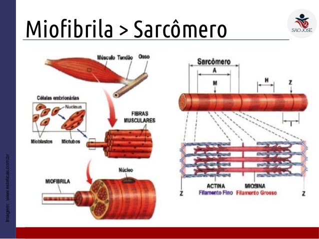 Jéssica Maciel Ribeiro: Contração Muscular