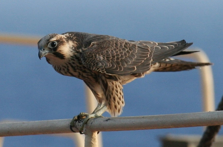 Peregrine Falcon | The Biggest Animals Kingdom