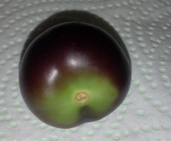 Acuaponía, jardines agroecológicos, permacultura. Huerto/Solar ...