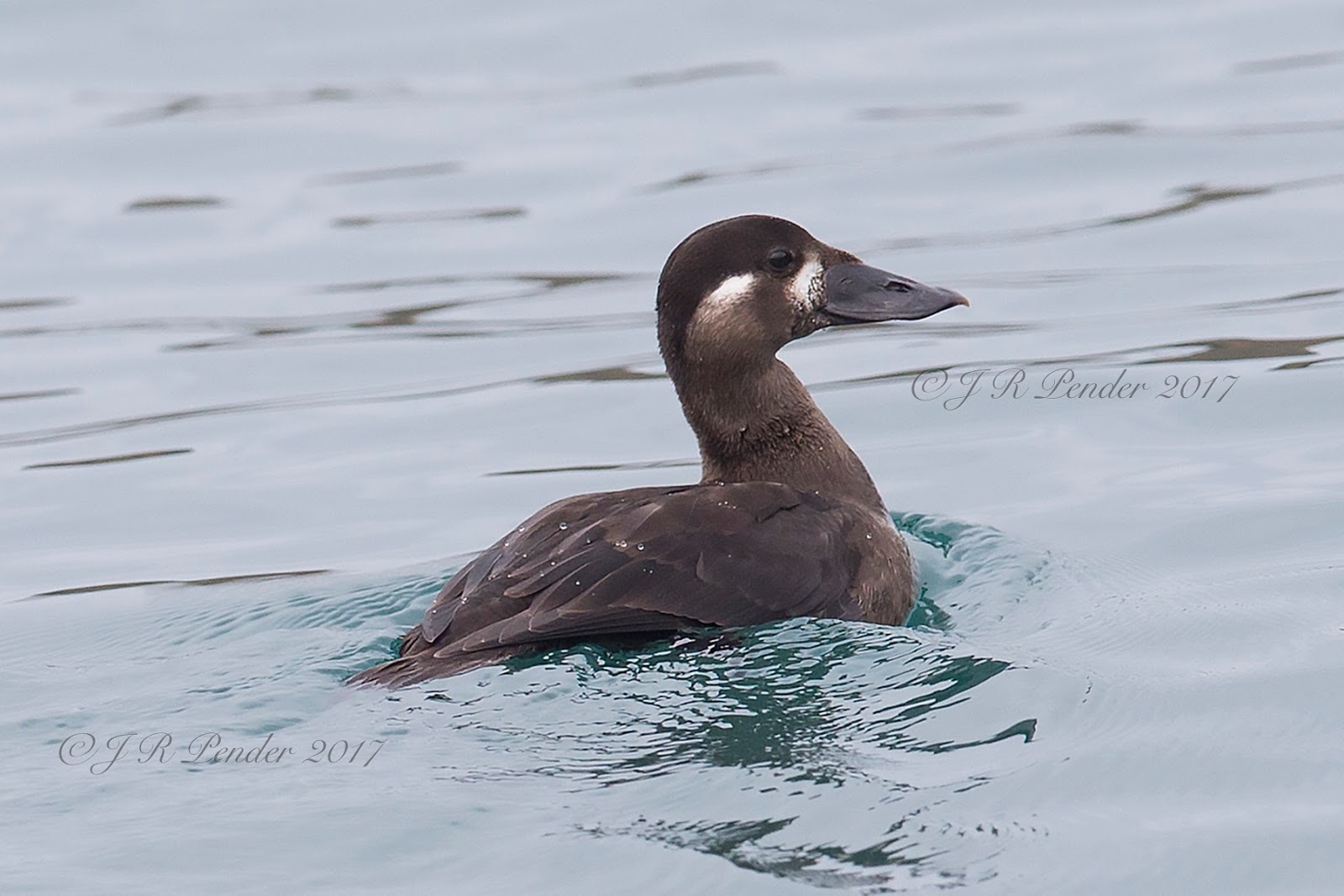 Joe Pender Wildlife Photography: Surf Scoter-Common Scoters & Long ...