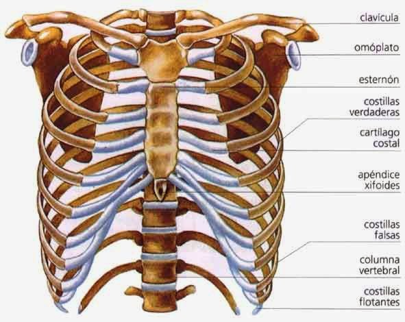 Diario de una nueva runner ------- (3ª parte): Condritis costal