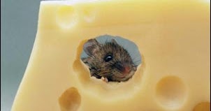 Via dei Portoghesi: DANIEL BAZZUCCHI, «Só um grito... queijo para todos!»