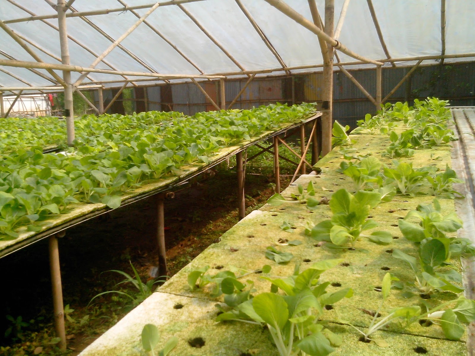 Writing is healing!: Berkunjung ke Parung Farm