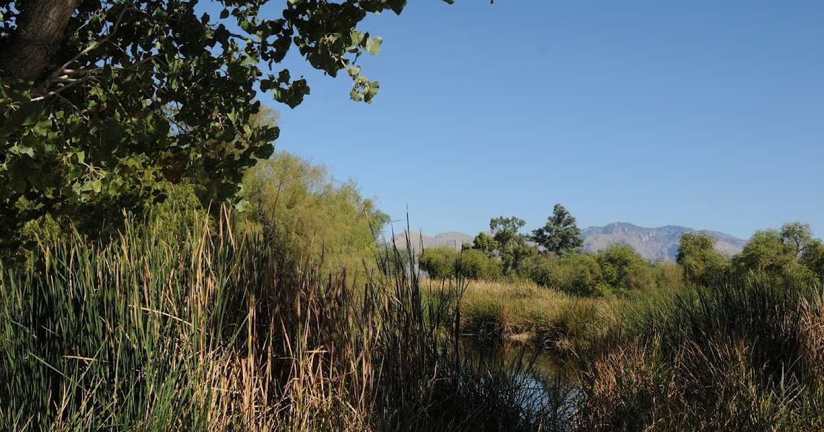 Arizona Hiking: SWEETWATER WETLANDS