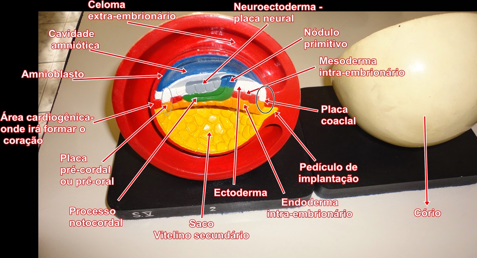 Ciências Biológicas