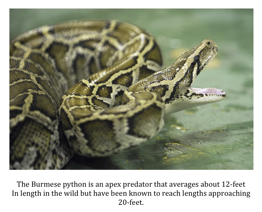 Texas Cryptid Hunter: Giant Python Killed in Florida