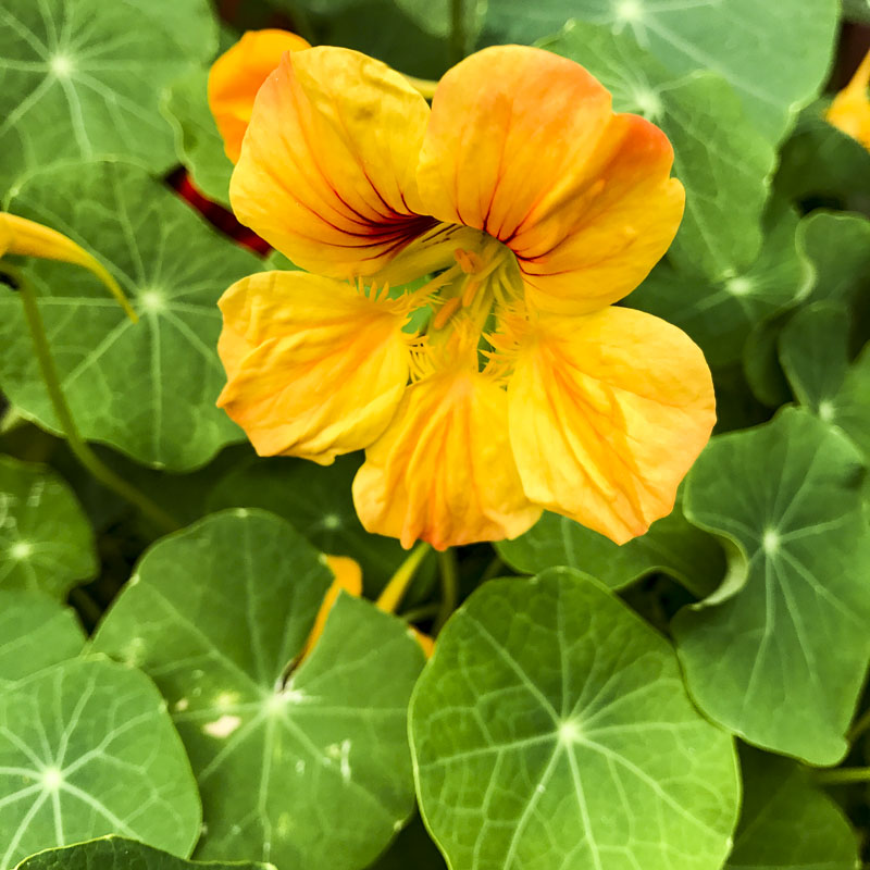 ninisworld: Istället för krassen…