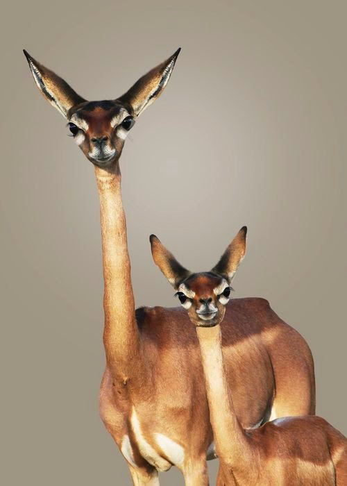 Wild baby animals ~ Stunning nature