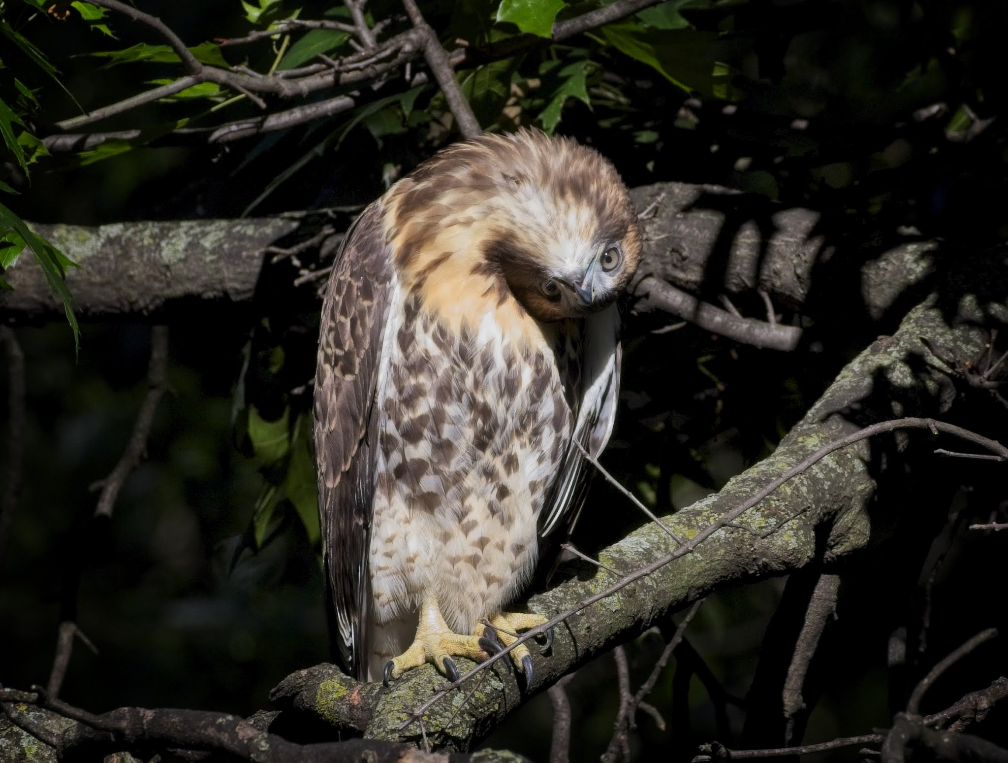 Laura Goggin Photography: Tompkins hawk fledgling doing well, Christo ...