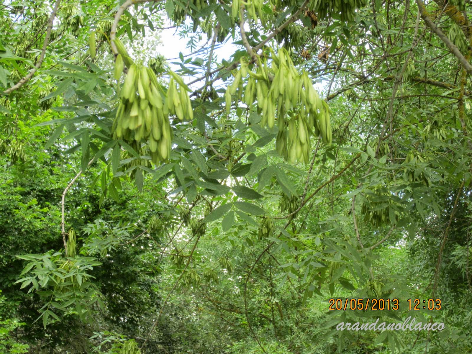 parquealamillo-encinarosa: Fresno / Fraximus angustigolia / en el ...