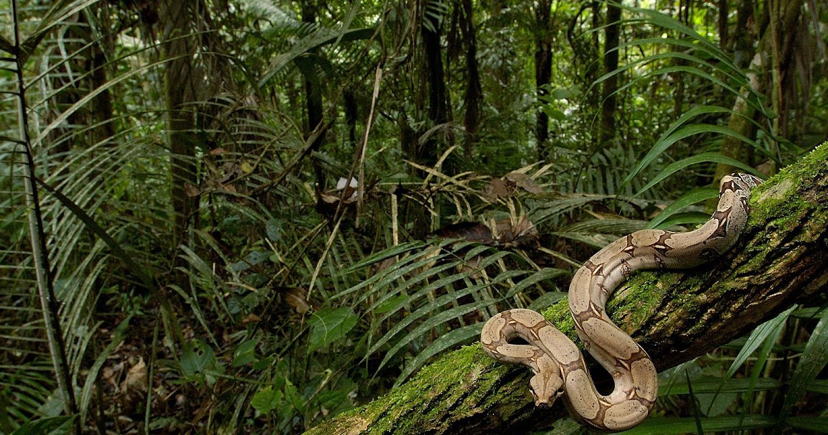 MAAJABU YA MSITU WA AMAZON NA GREEN ANACONDA